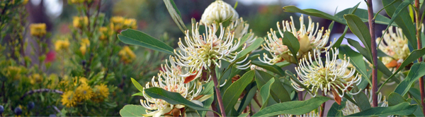 7 Australian Wildflowers in Perth