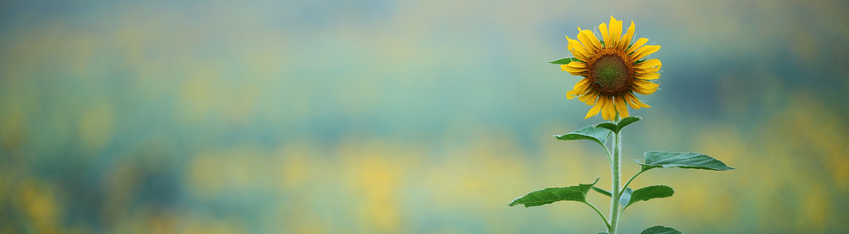 Sunflowers: Meaning, Symbolism & History